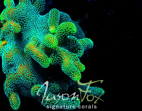 SPS CORALS – Jason Fox Signature Corals