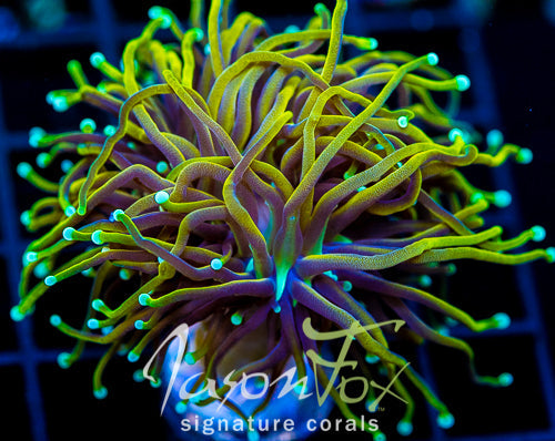 JASON FOX SUPER BRIGHT ORANGE TORCH – Jason Fox Signature Corals