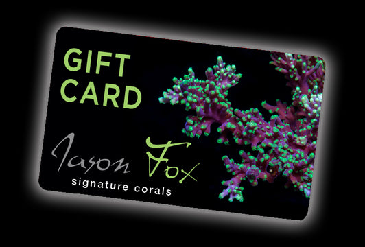 Jason Fox Signature Corals | JF Saltwater Reef Corals from the Source