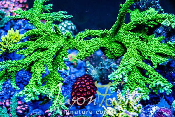 JASON FOX SUPER GREEN STAG – Jason Fox Signature Corals