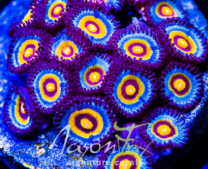 ZOANTHIDS | SOFTIES – Jason Fox Signature Corals