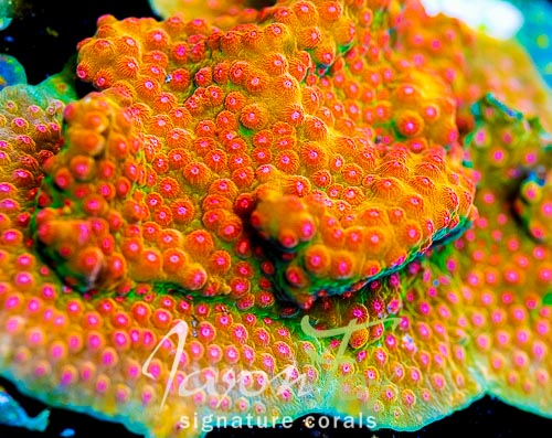 JASON FOX SPELLBOUND CYPHASTREA – Jason Fox Signature Corals