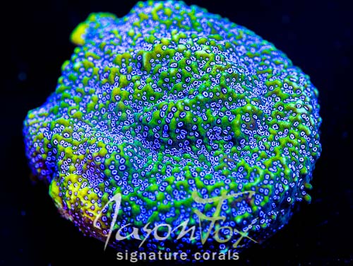 JASON FOX GAUDY GREEN MONTIPORA – Jason Fox Signature Corals