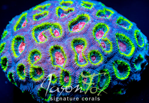 JASON FOX LAVA DOME FAVIA – Jason Fox Signature Corals