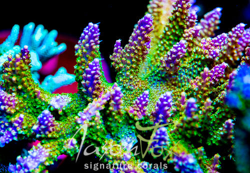 JASON FOX ZIPPER RIPPER ACROPORA – Jason Fox Signature Corals