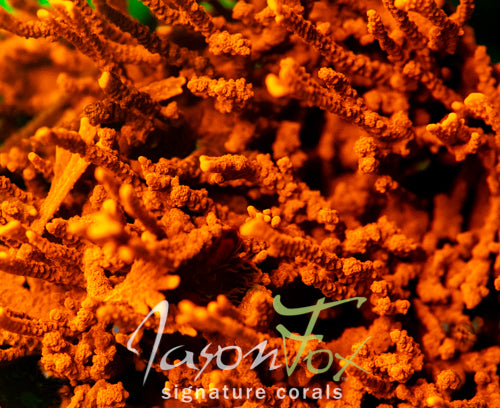 JASON FOX FIRE STARTER MONTIPORA HIRSUTA – Jason Fox Signature Corals