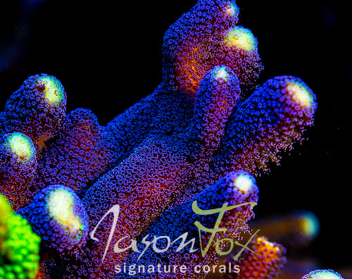 SPS CORALS – Page 2 – Jason Fox Signature Corals