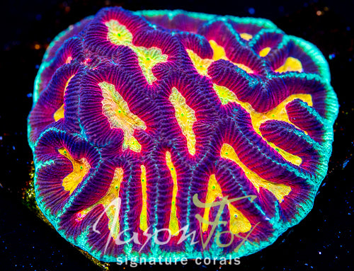 JASON FOX BRAIN STORM GONIASTREA – Jason Fox Signature Corals