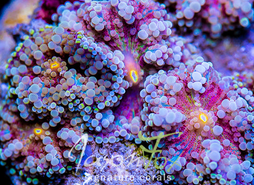 JASON FOX MAYHEM MUSHROOM – Jason Fox Signature Corals