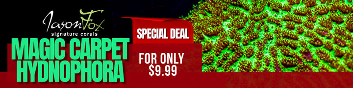Collections – Jason Fox Signature Corals