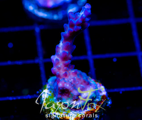 ORA PEARLBERRY ACRO – Jason Fox Signature Corals