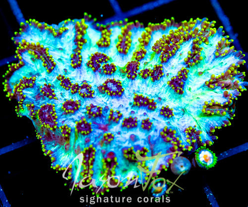 JF MAGIC CARPET HYDNO COMBO – Jason Fox Signature Corals