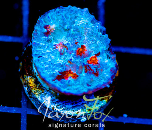 JF RED HELLSPAWN CHALICE – Jason Fox Signature Corals