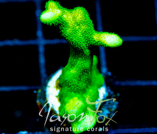 JF GREEN BRANCHING PSAMMACORA – Jason Fox Signature Corals