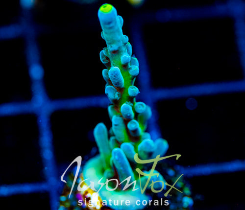 JF LEMONGRASS ACRO – Jason Fox Signature Corals