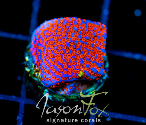 JF SUPERMAN MONTI – Jason Fox Signature Corals