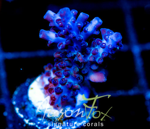 ORA PEARLBERRY ACRO – Jason Fox Signature Corals