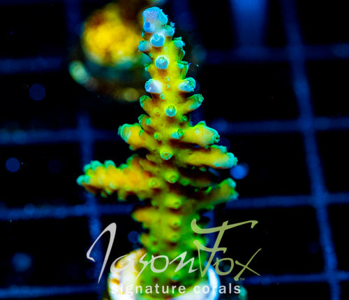 JF FRANKIES SKY HIGH STAG – Jason Fox Signature Corals
