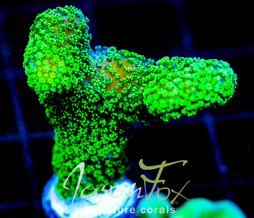 JF RADIO ACTIVE STYLO – Jason Fox Signature Corals