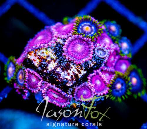 JF BURNING BLOSSOMS COMBO – Jason Fox Signature Corals