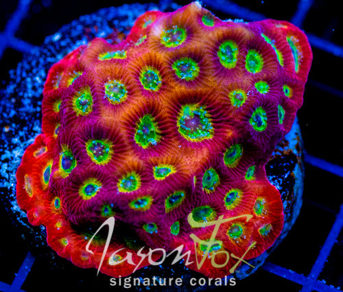 JF SECTOR 001 FAVIA XL FRAG – Jason Fox Signature Corals