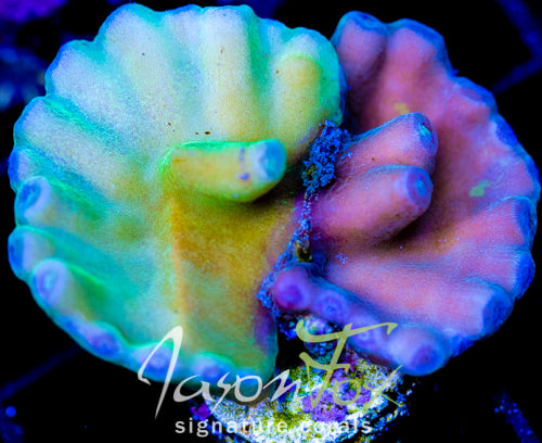 JF GRAFTED HERO TURBINARIA – Jason Fox Signature Corals