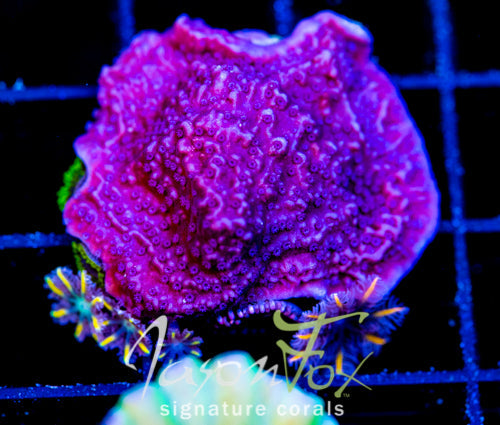 JF PURPLE MONTI CAP COMBO – Jason Fox Signature Corals