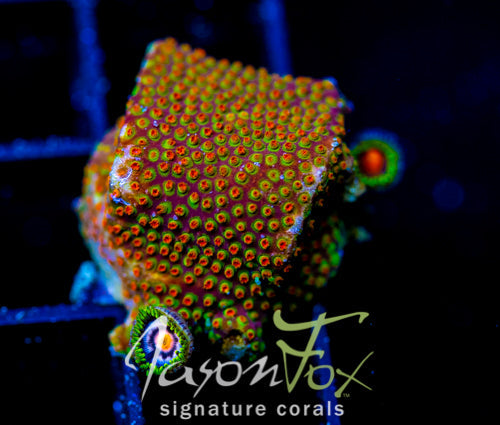 WWC LOONEY TUNES STYLO COMBO – Jason Fox Signature Corals