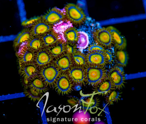 JF SUNFLOWER ZOAS – Jason Fox Signature Corals
