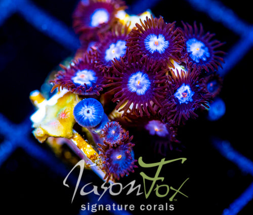 JF COSMIC ECLIPSE ZOAS – Jason Fox Signature Corals