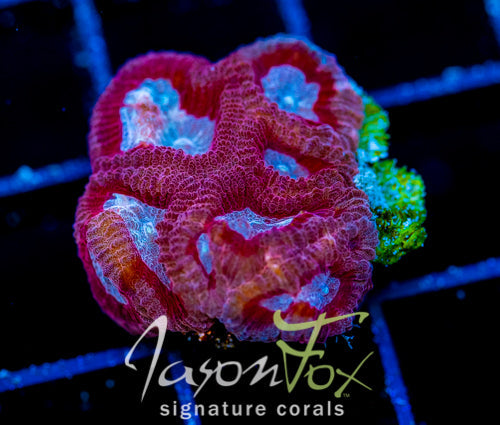 JF WHITE ZOMBIE FAVIA – Jason Fox Signature Corals