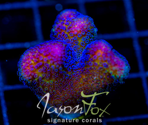 JF BLUEBERRY FIELDS STYLO – Jason Fox Signature Corals