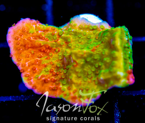WWC GRAFTED MONTI CAP – Jason Fox Signature Corals