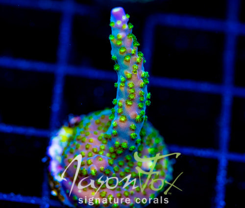 JF DAZZLING MONTAGE ACRO – Jason Fox Signature Corals