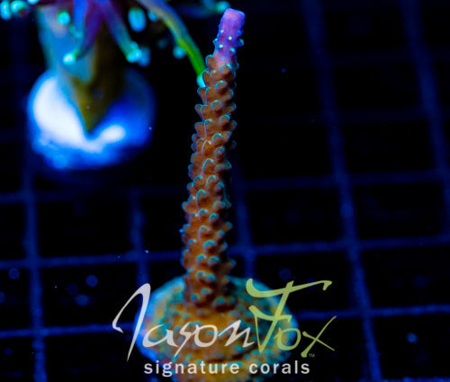 JF COOLERS CHAMPAGNE ACRO – Jason Fox Signature Corals