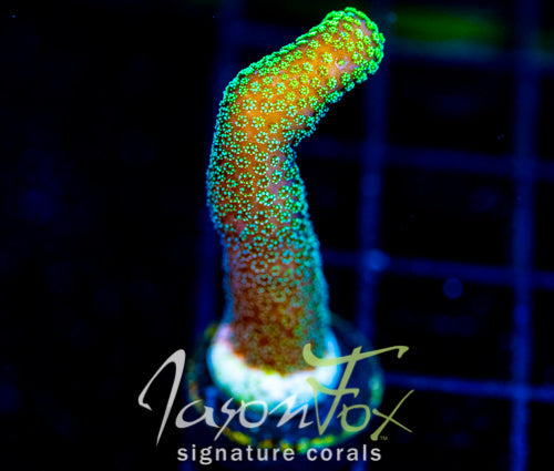 JF PROJECT X STYLO – Jason Fox Signature Corals