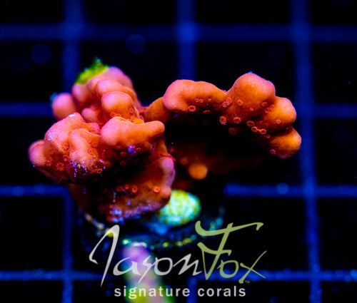 JF BLACK LIGHT SETOSA XL FRAG – Jason Fox Signature Corals