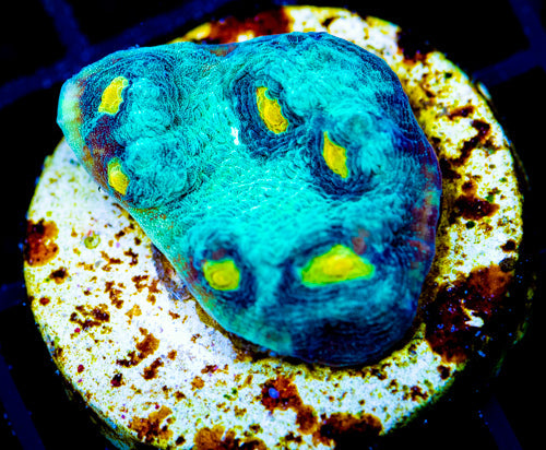 JF SUNNY SIDE CHALICE – Jason Fox Signature Corals