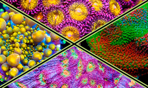 Jason Fox Signature Corals | JF Saltwater Reef Corals from the Source