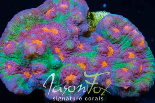 JASON FOX SUN DROP CHALICE – Jason Fox Signature Corals