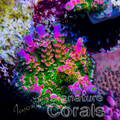 SPS CORALS – Page 3 – Jason Fox Signature Corals