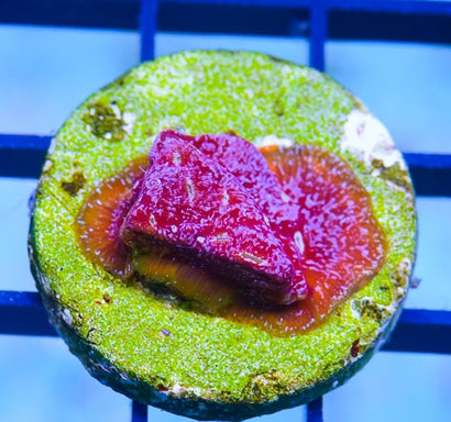 LPS CORALS – Jason Fox Signature Corals