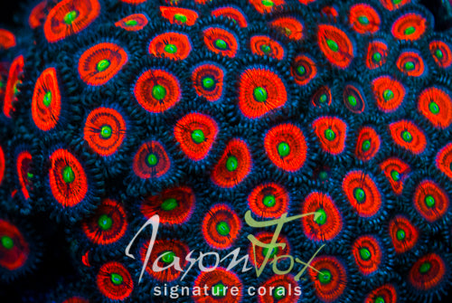 Jason Fox Signature Corals | JF Saltwater Reef Corals from the Source