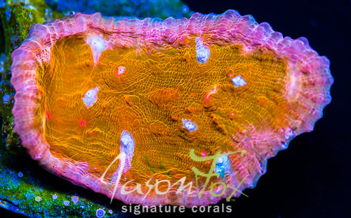 JASON FOX ORANGE ZOMBIE CHALICE – Jason Fox Signature Corals