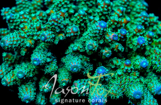 JASON FOX AUTUMN BLAZE ACROPORA – Jason Fox Signature Corals