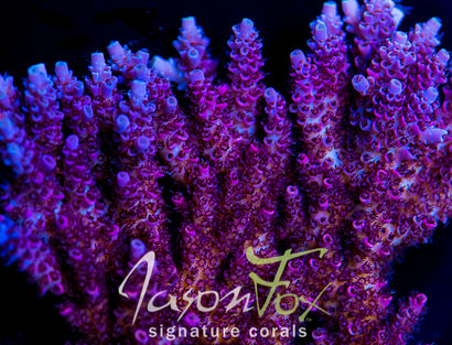 SPS CORALS – Jason Fox Signature Corals