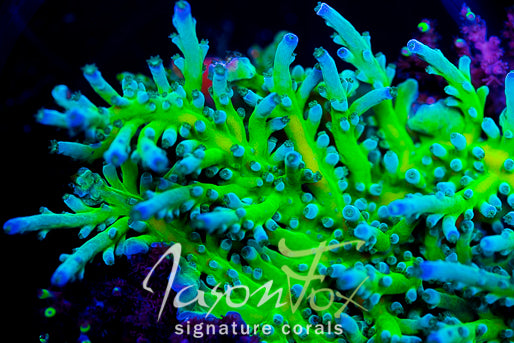 JASON FOX LEMONGRASS ACROPORA ( LIMIT 1 - MUST BUY ANOTHER CORAL FROM ...