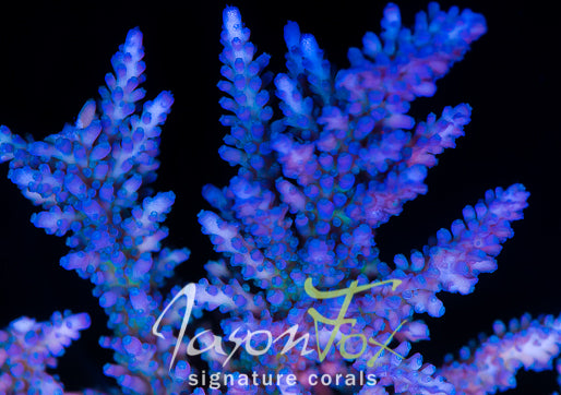 Jason Fox Signature Corals | JF Saltwater Reef Corals from the Source