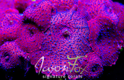 ZOANTHIDS | SOFTIES – Jason Fox Signature Corals