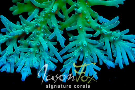 JASON FOX GREEN MANGO ACROPORA – Jason Fox Signature Corals